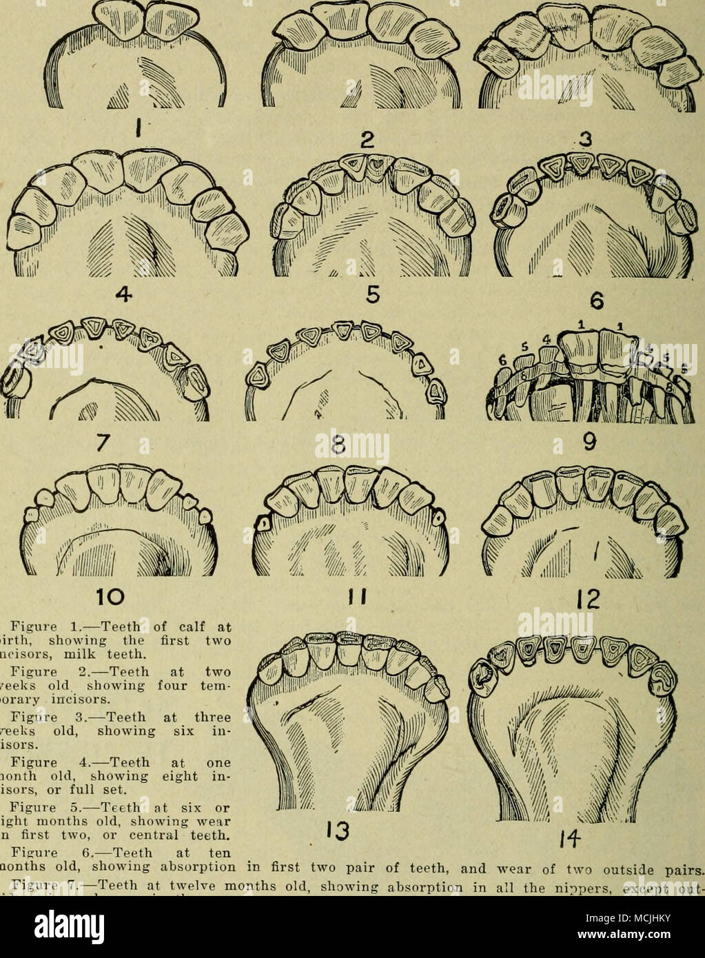 . Figure 1.—Teeth of calf at birth, showing the first two incisors ...