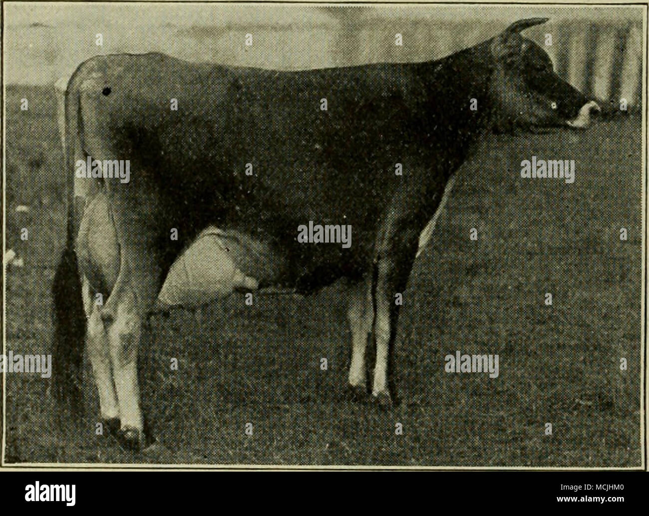 Different cattle genetics hi-res stock photography and images - Alamy