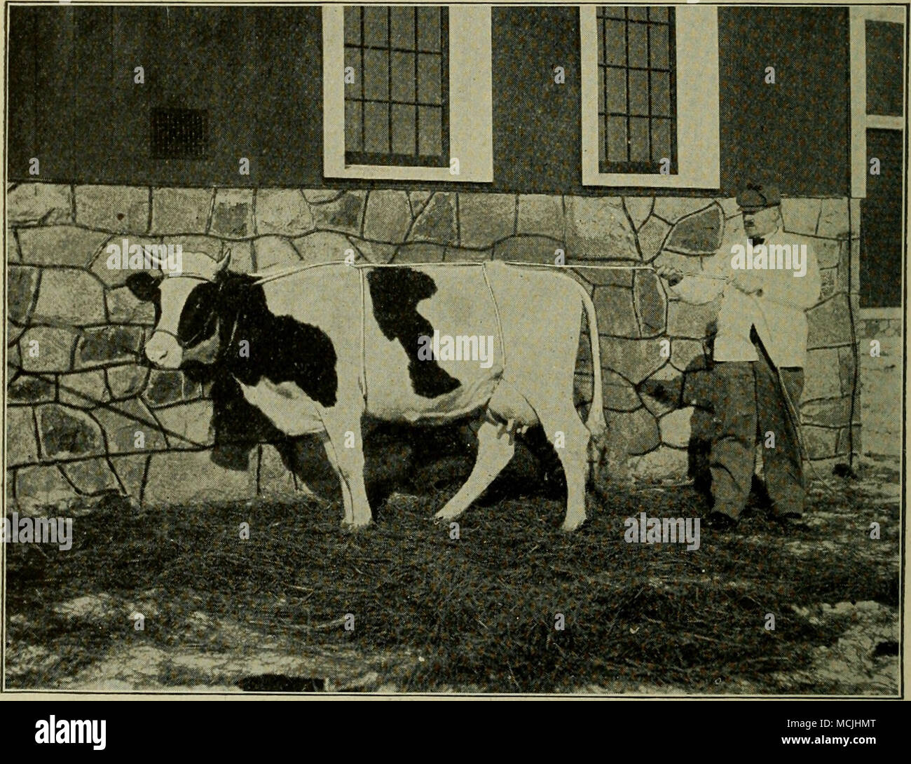 . Method of Throwing Cattle. Place a strong halter on a cow or bull and ...