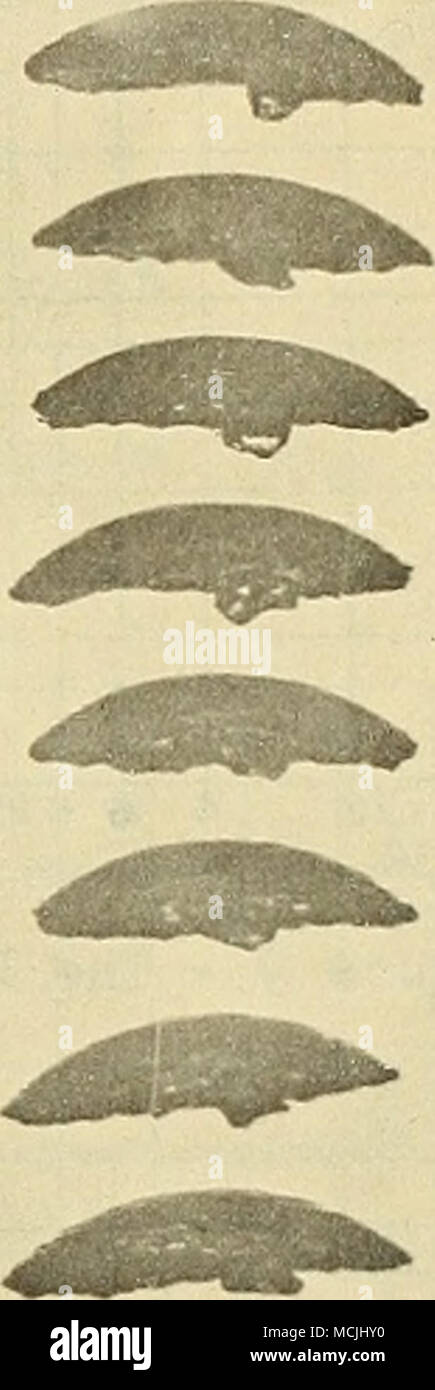 . Figure 8 - Photographs Showing the Shape and Paths of Typical Bubbles ...