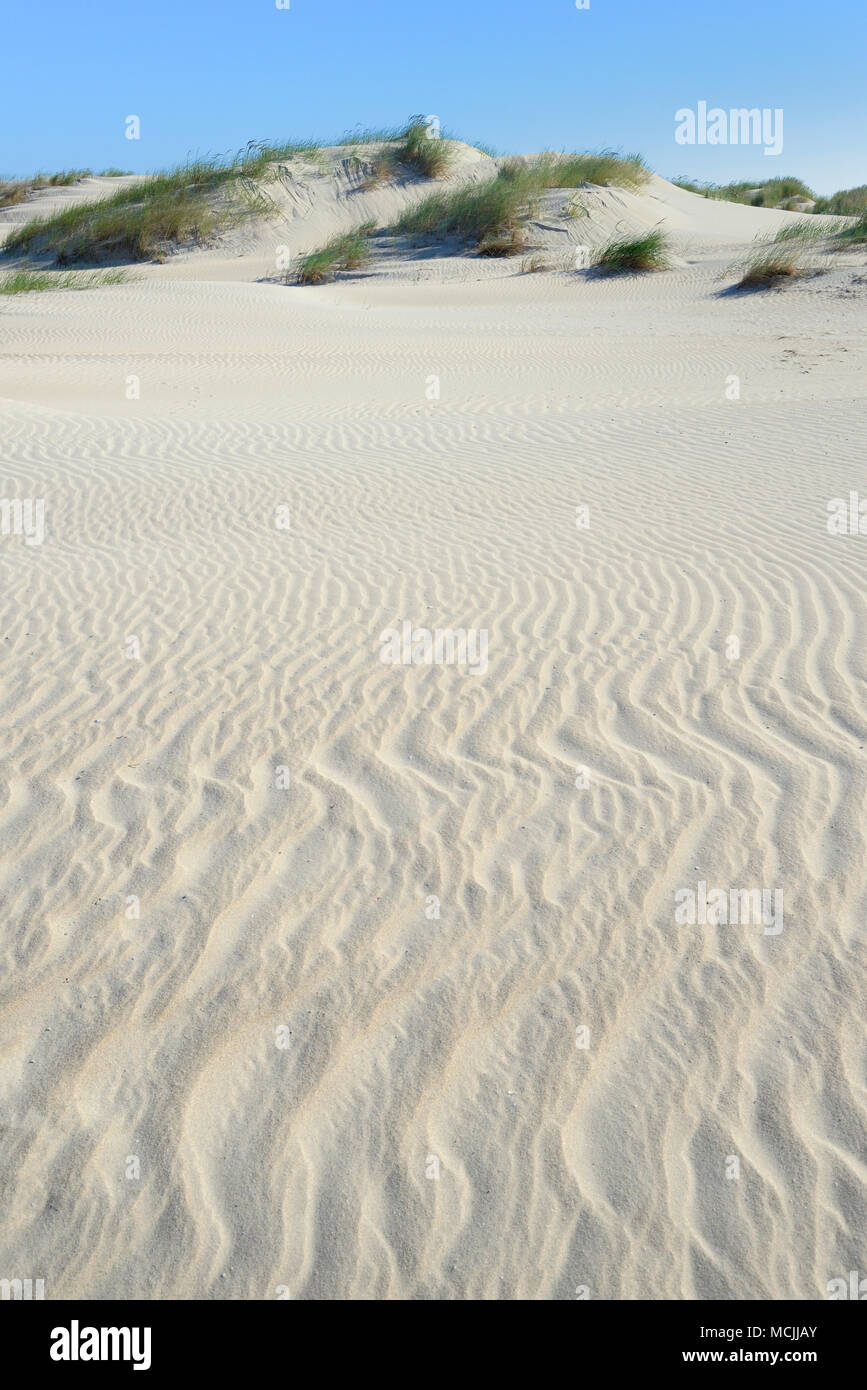 Dune landscape with wavelike structure in white sand, ripple, Norderney ...