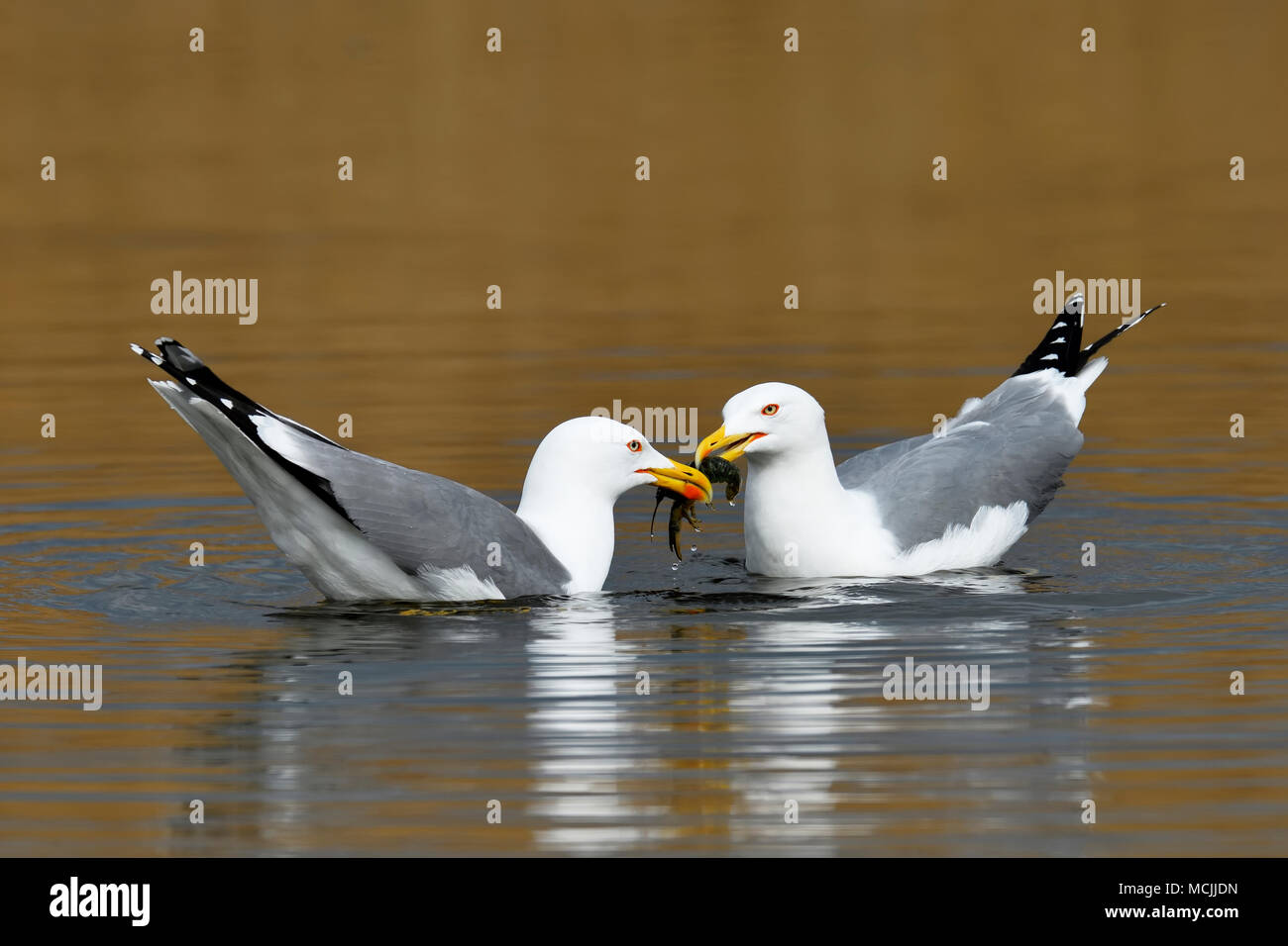 Larus michahellis switzerland hi-res stock photography and images - Alamy