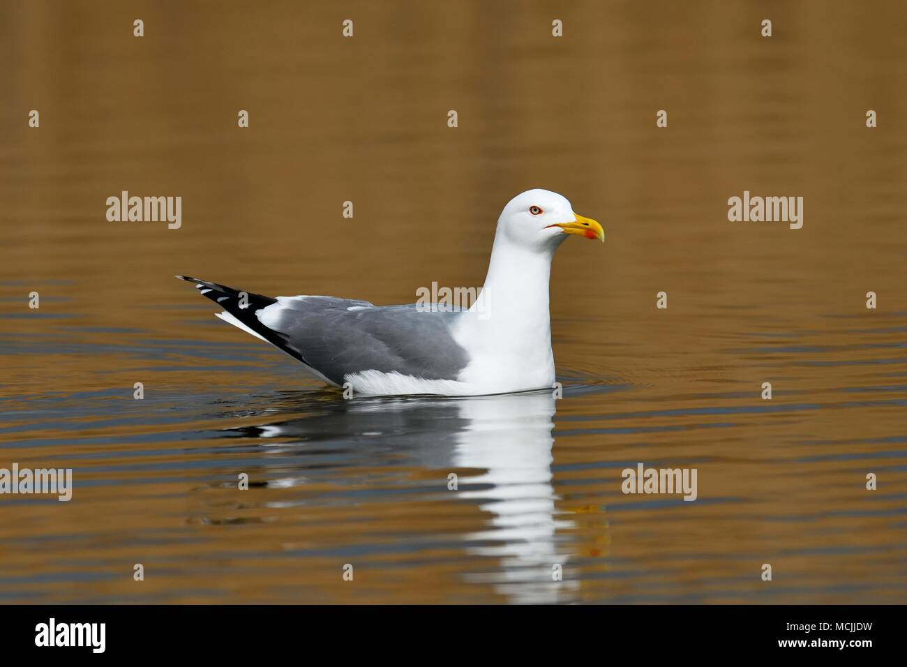 Larus michahellis switzerland hi-res stock photography and images - Alamy