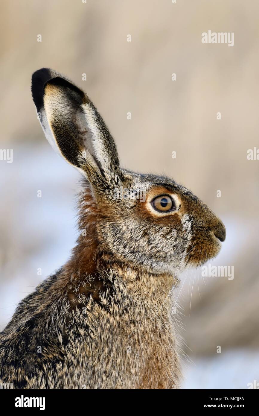 Young European hare (Lepus europaeus), animal portrait, Neusiedler See ...