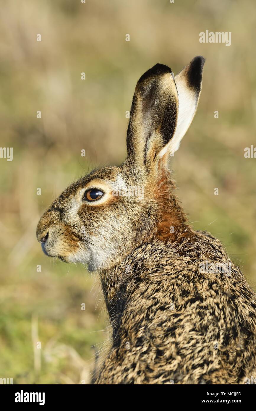 Young European hare (Lepus europaeus), animal portrait, Neusiedler See ...