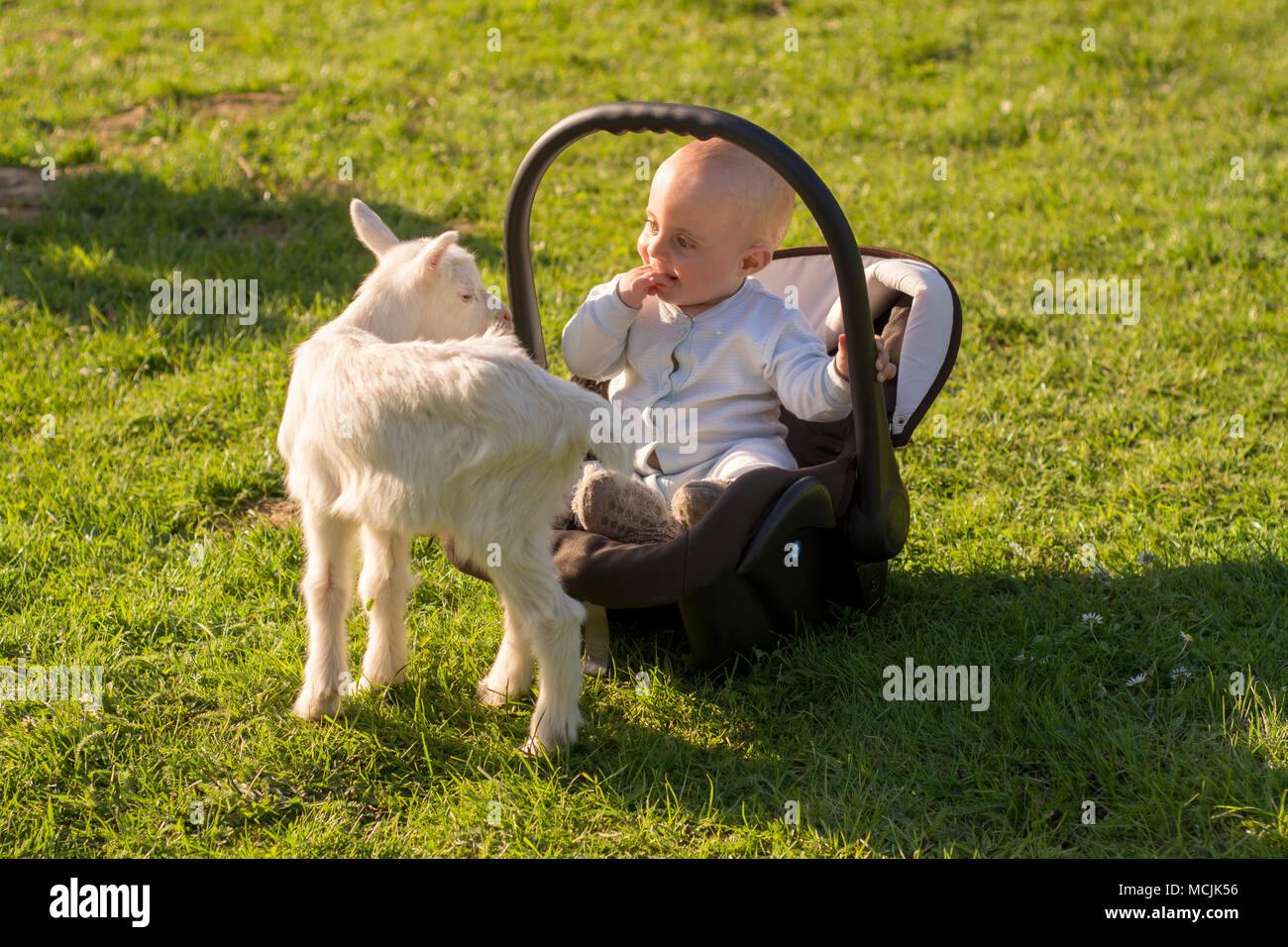 Baby boy in the car seat and little goat play on grass together, cute ...