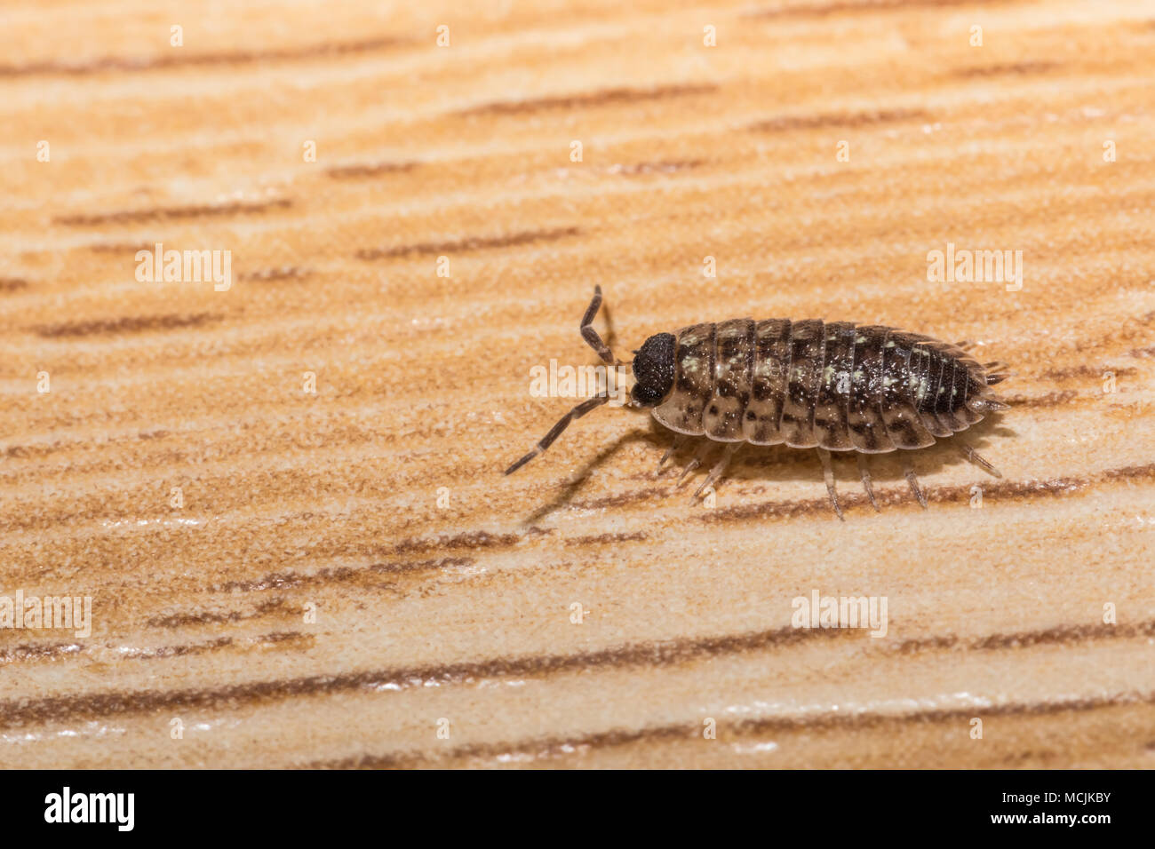 Woodlouse on wooden texture. Woodlouse Armadillidium nasatum. Wood ...