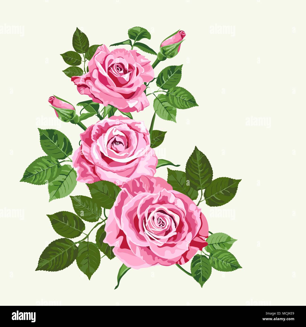 Bright pink vector roses bouquet on the pale green background for ...