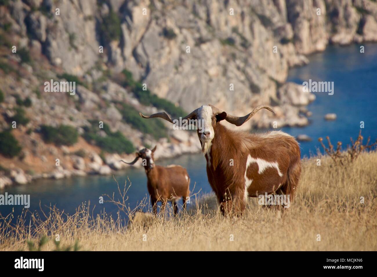 Wild Goats in Boeotia, Greece Stock Photo - Alamy