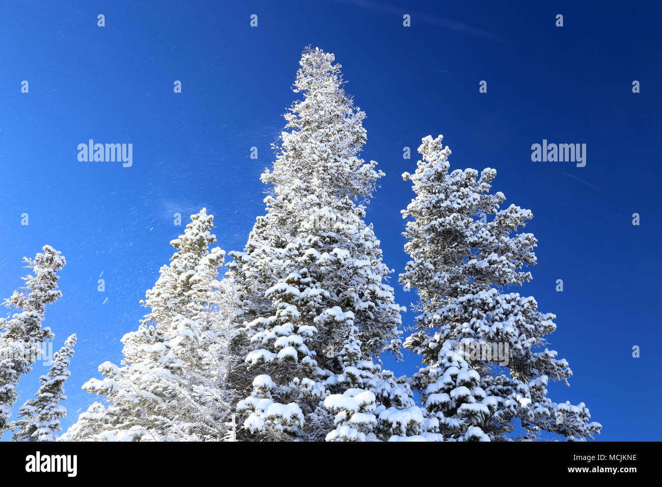 Evergreen trees with snow hi-res stock photography and images - Alamy