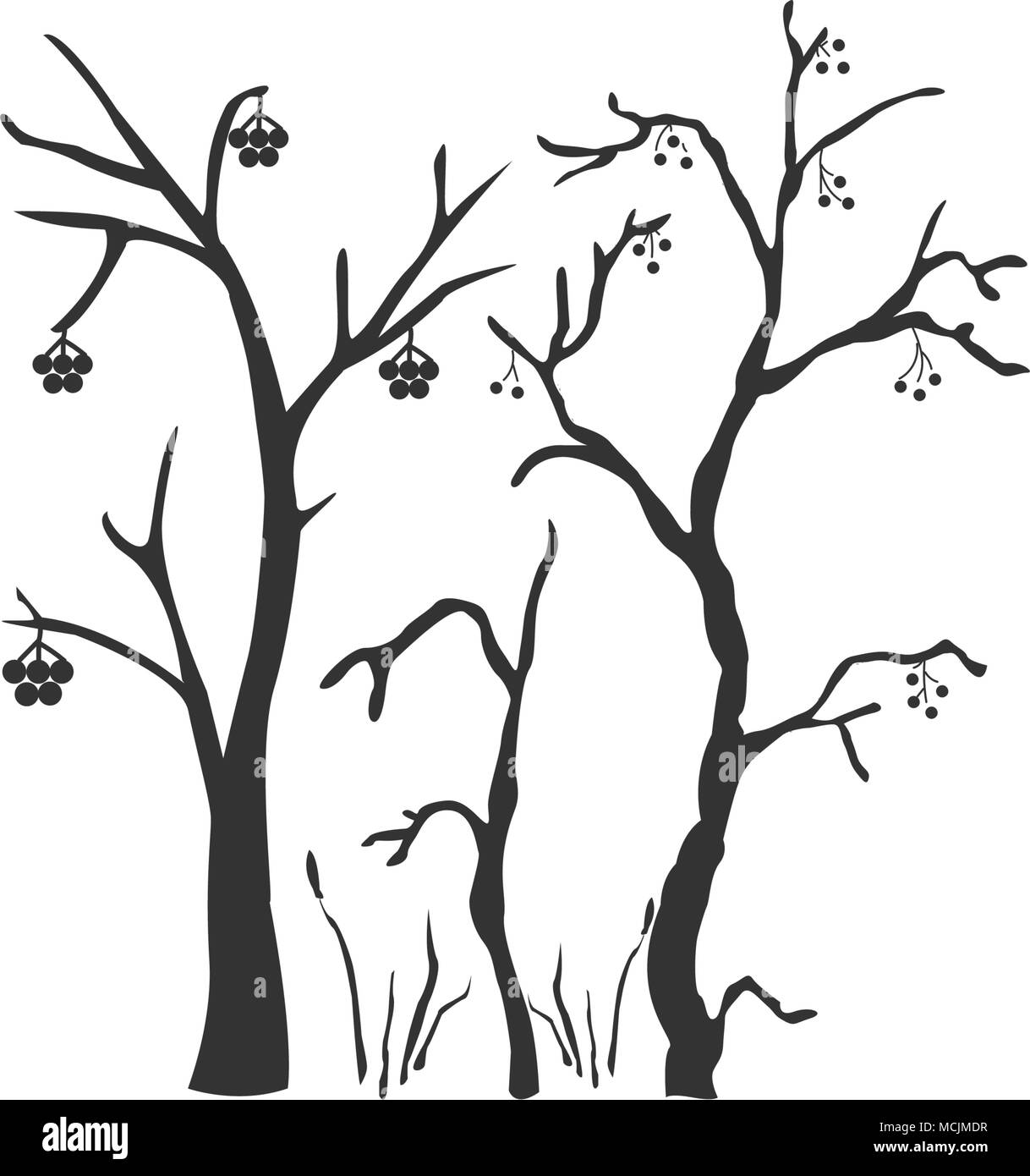 Rowan Tree Branch Isolated Black and White Stock Photos & Images - Alamy