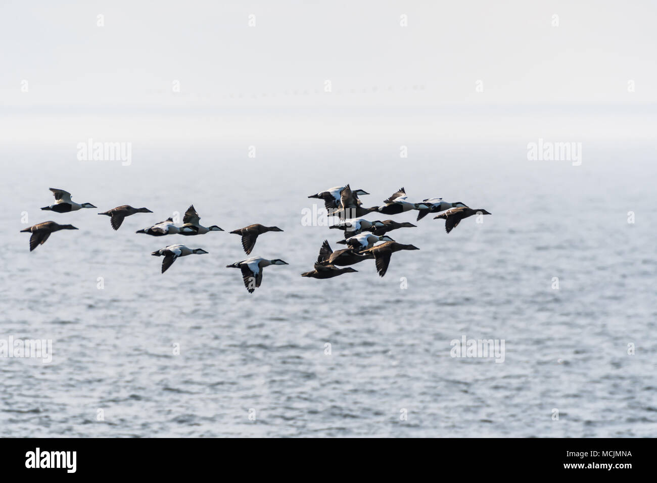 Flock with migrating Common Eiders, Somateria Molissima, flying in the ...