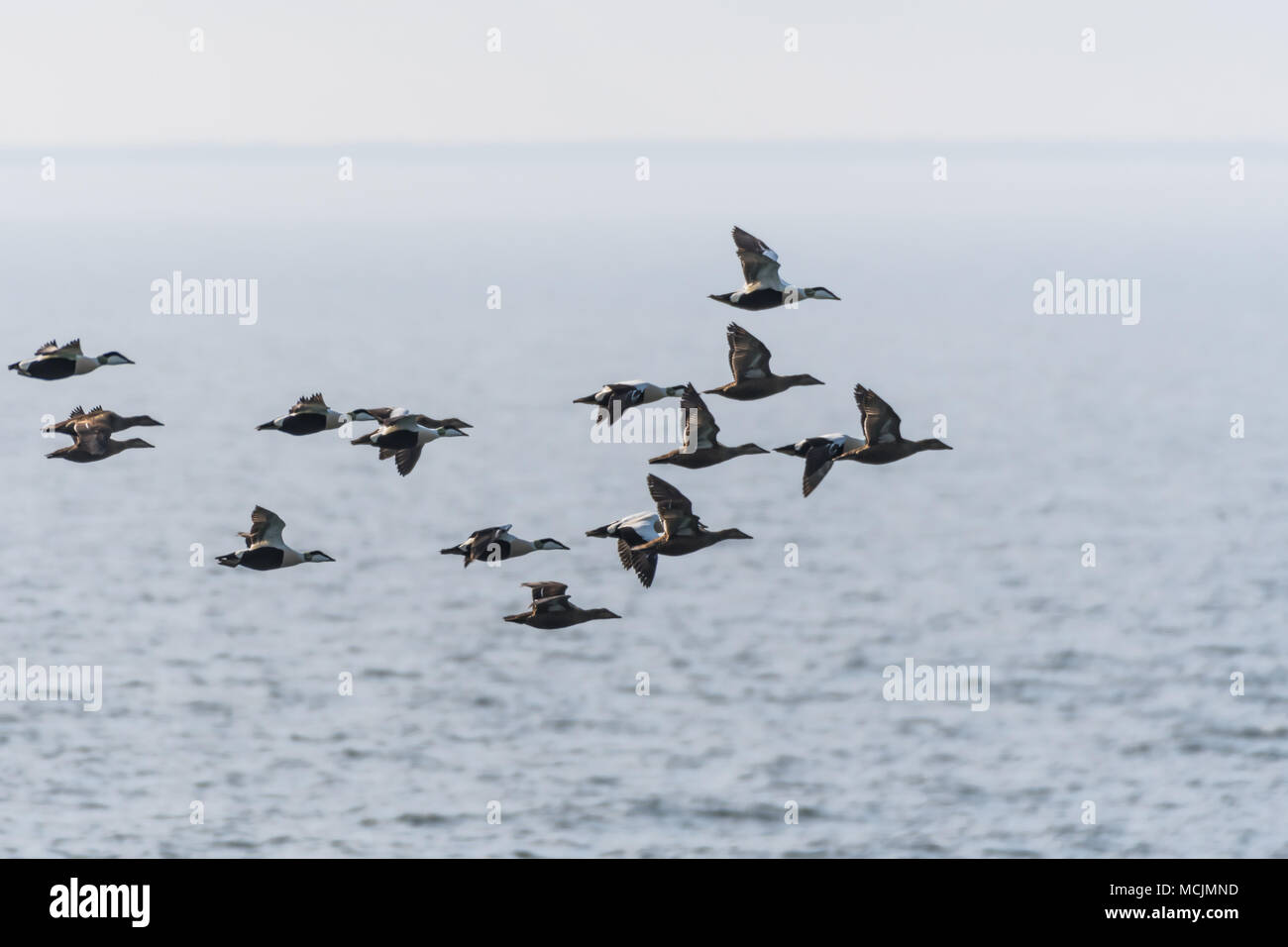 Migrating flock with Common Eiders, Somateria Molissima, flying in the ...