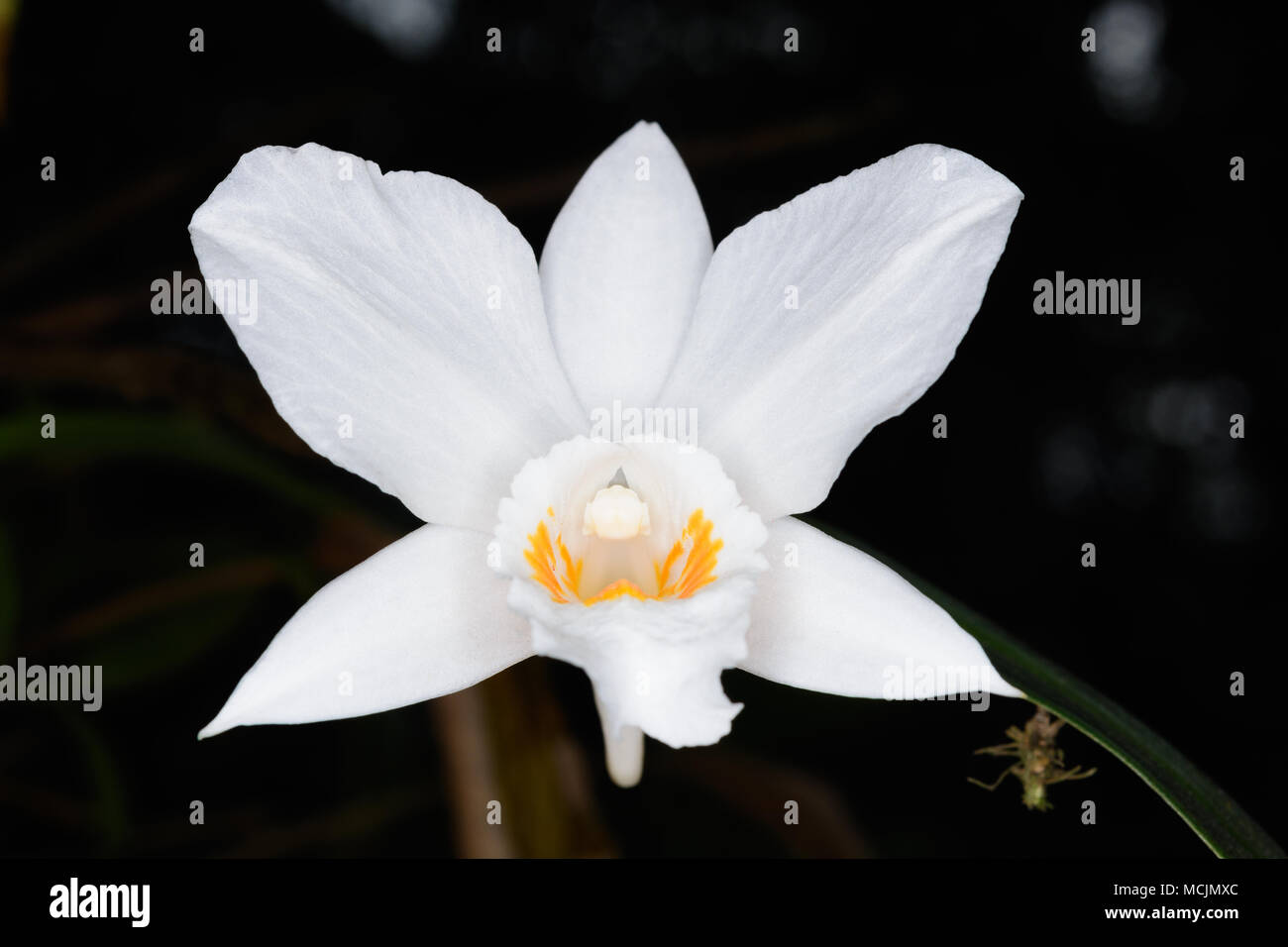 Dendrobium infundibulum hi-res stock photography and images - Alamy