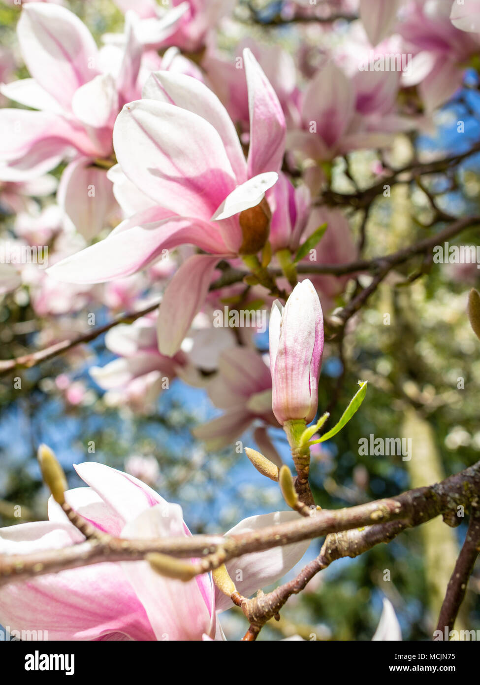 Magnolia walk in bloom hi-res stock photography and images - Alamy