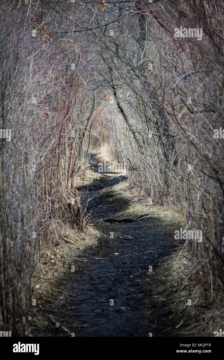 remote tunnel path through nature Stock Photo - Alamy