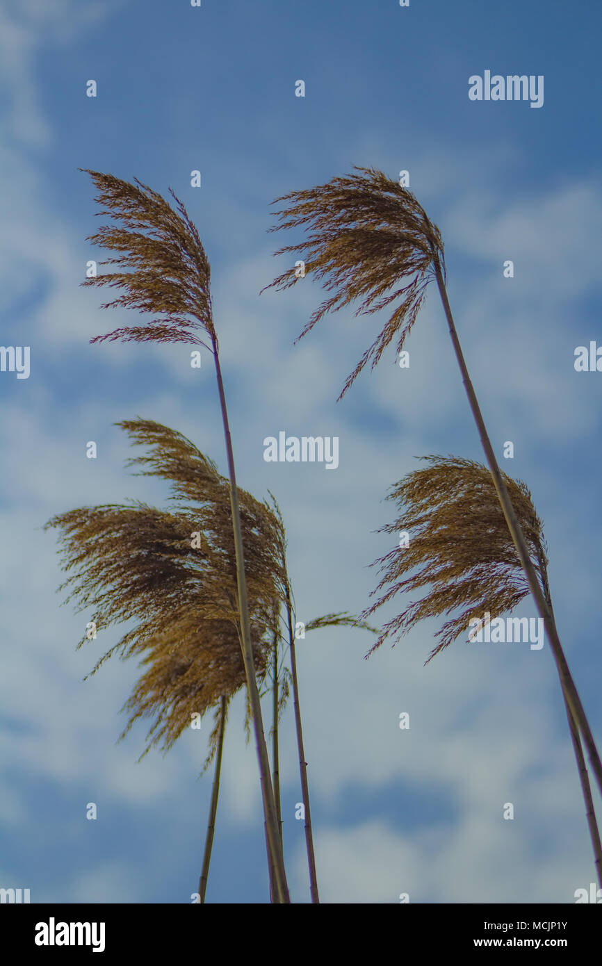 Trees wheat blowing in wind hi-res stock photography and images - Alamy
