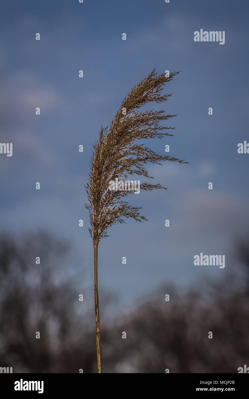 Trees wheat blowing in wind hi-res stock photography and images - Alamy
