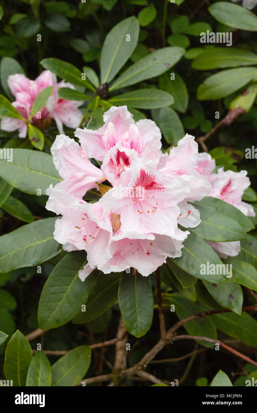 Light Pink Rhododendron Flowers in Blossom, Green Leaves, Springtime ...