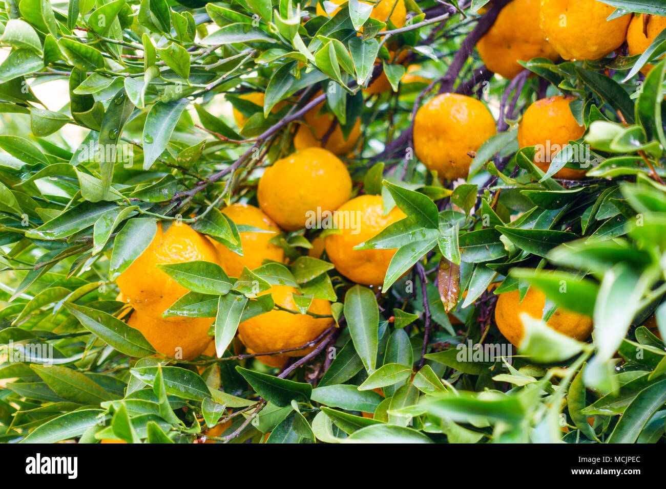 Fruit tree greece hi-res stock photography and images - Alamy