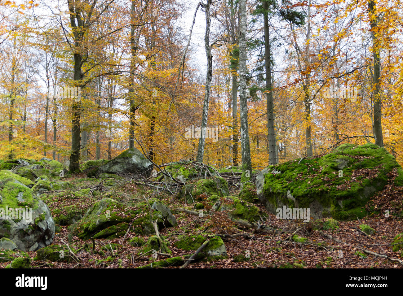 Trees in november hi-res stock photography and images - Alamy
