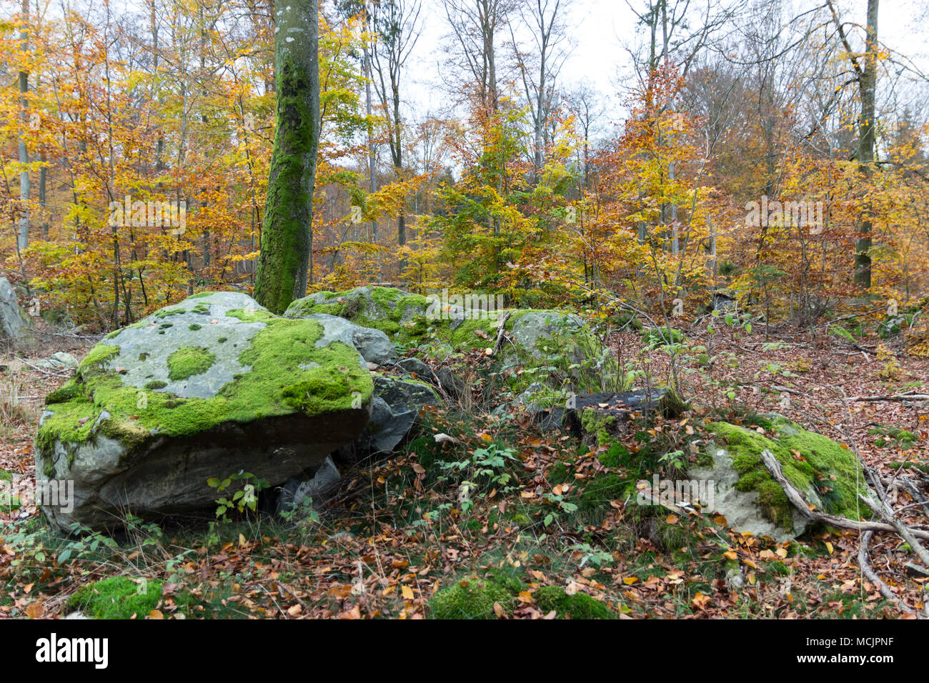 Yellow scenery hi-res stock photography and images - Alamy