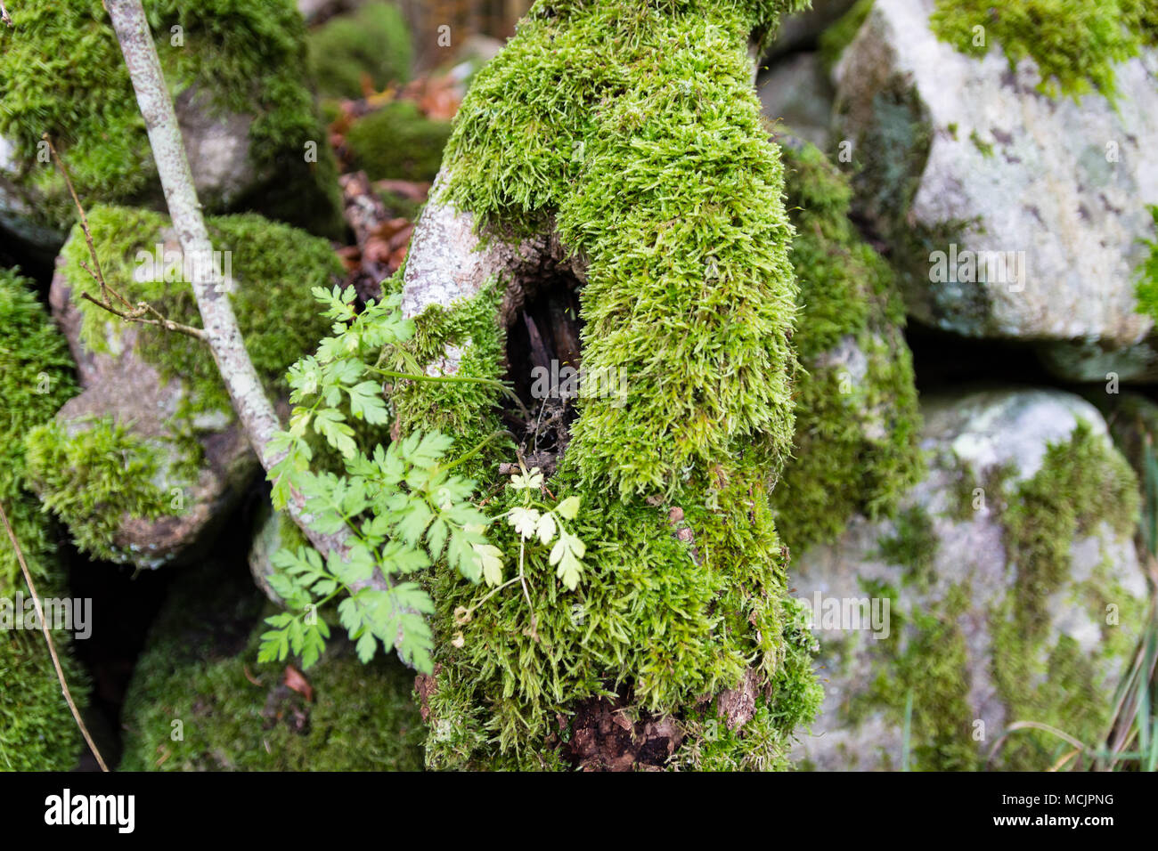 Dead tree with new growing tree hi-res stock photography and images - Alamy