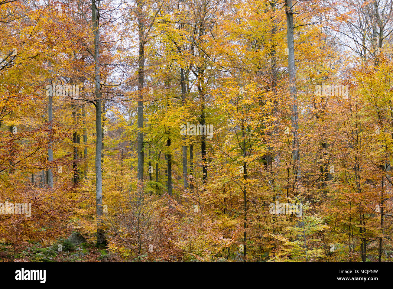 Colorful vegetation forest trees hi-res stock photography and images ...
