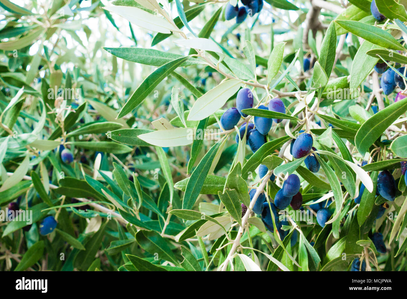 Close-up of black olives tree Stock Photo - Alamy