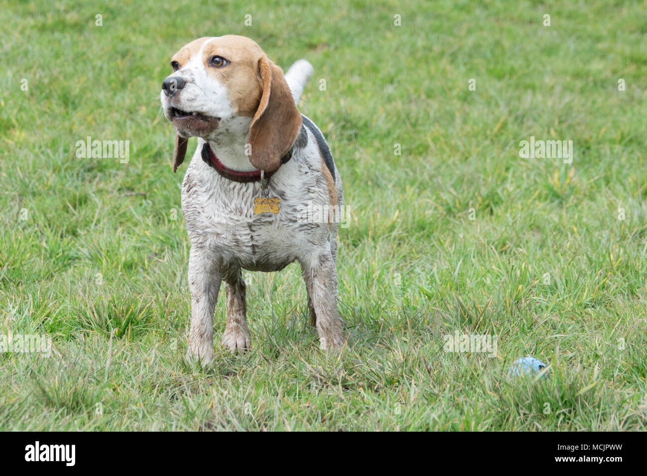 Lemon Tick Beagle