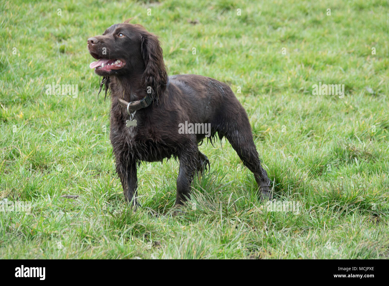 Working Cocker Spaniel running and playing in a field in the Derbyshire ...