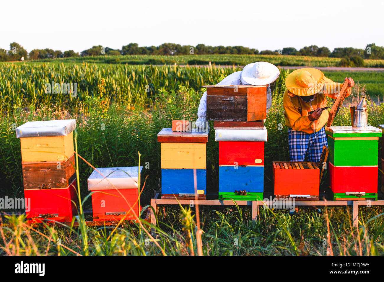 Young beekeeper working on his apiary and collecting honey from hives ...