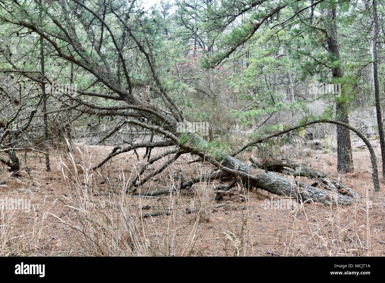 Trees blowing in heavy wind hi-res stock photography and images - Alamy