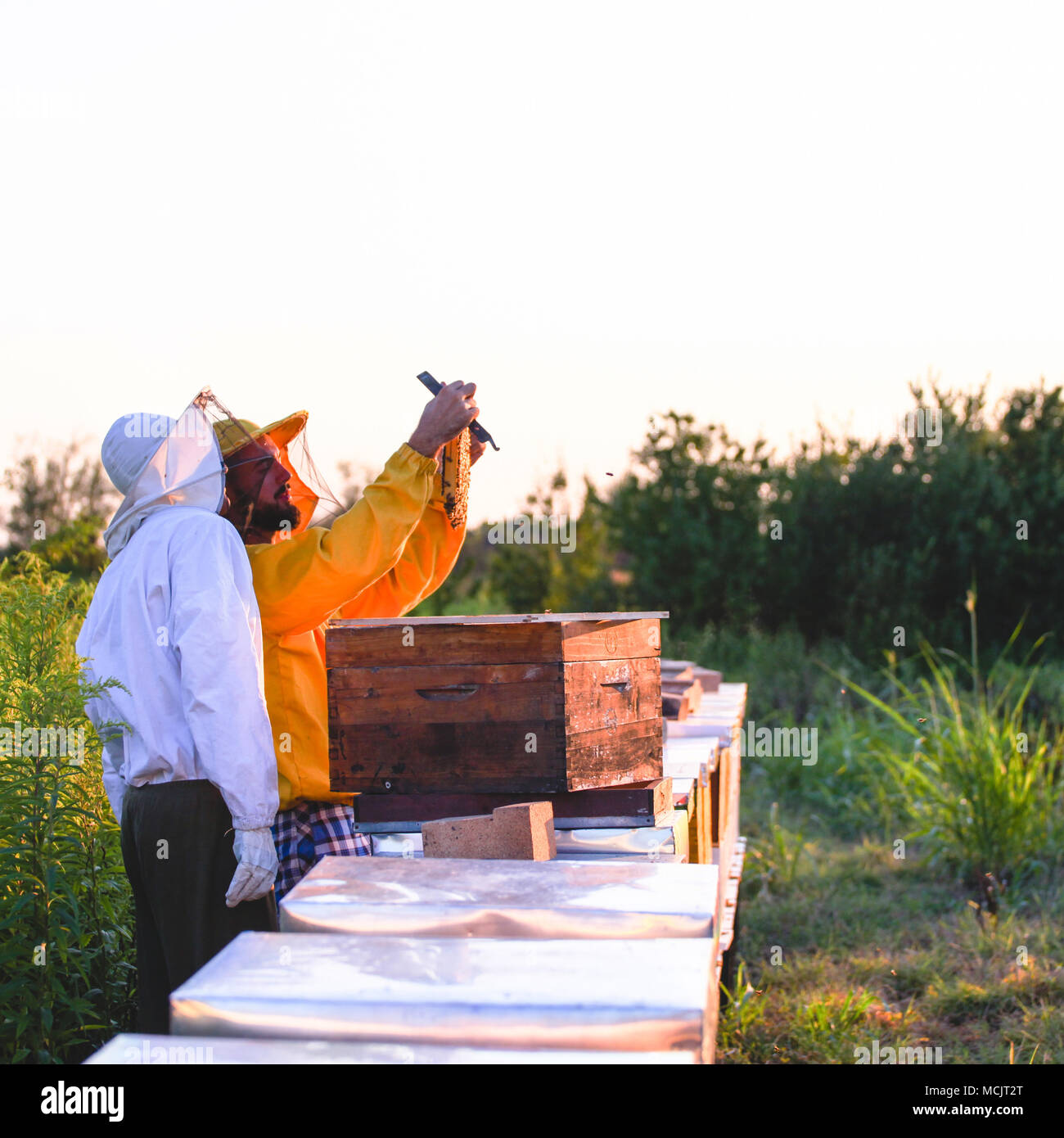 Young beekeeper working on his apiary and collecting honey from hives ...