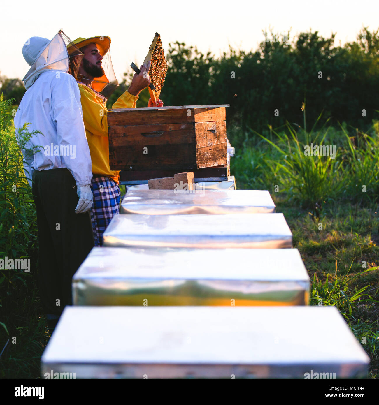 Young beekeeper working on his apiary and collecting honey from hives ...