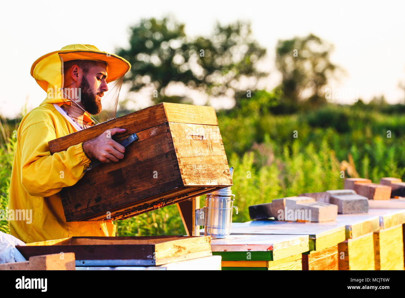 Young beekeeper working on his apiary and collecting honey from hives ...