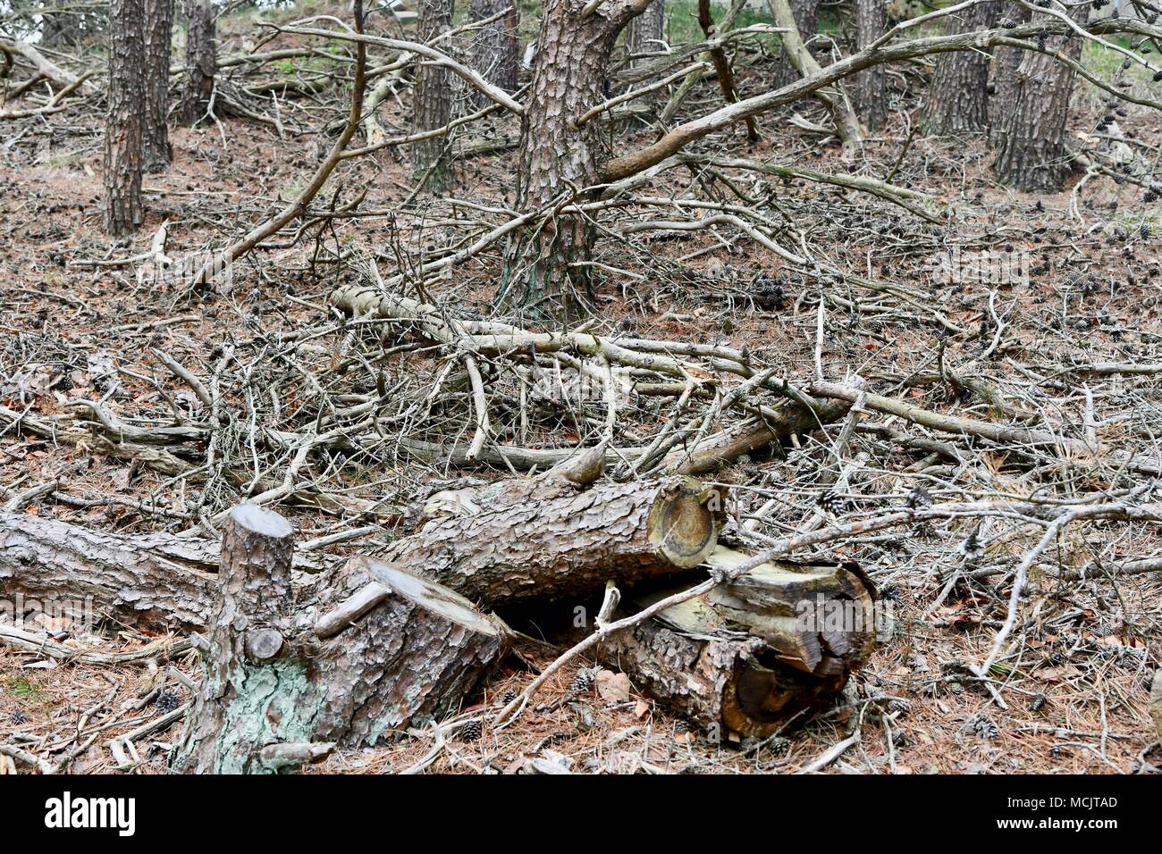 Small tree cut and left in wood hi-res stock photography and images - Alamy