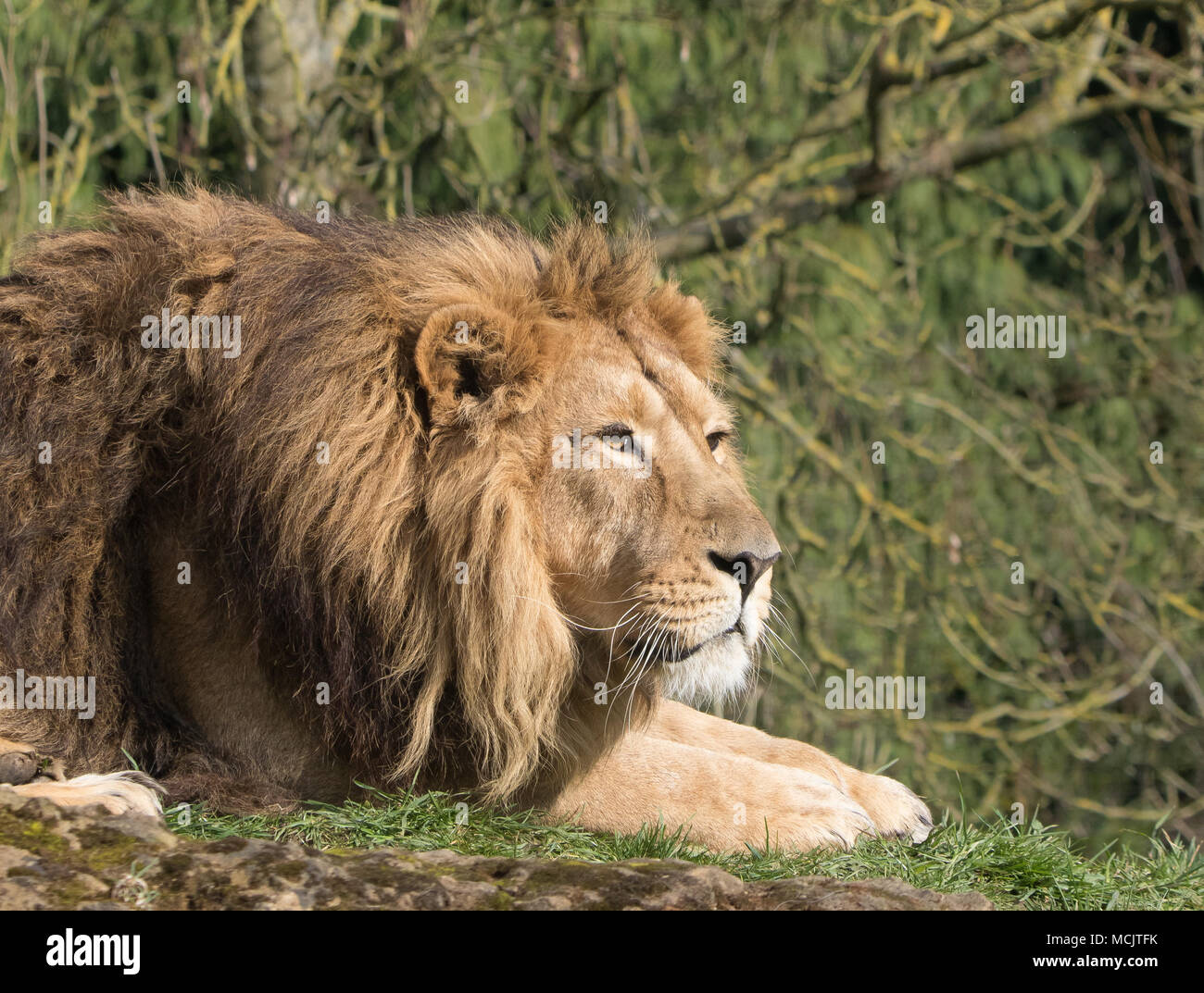 Lion side view hi-res stock photography and images - Alamy
