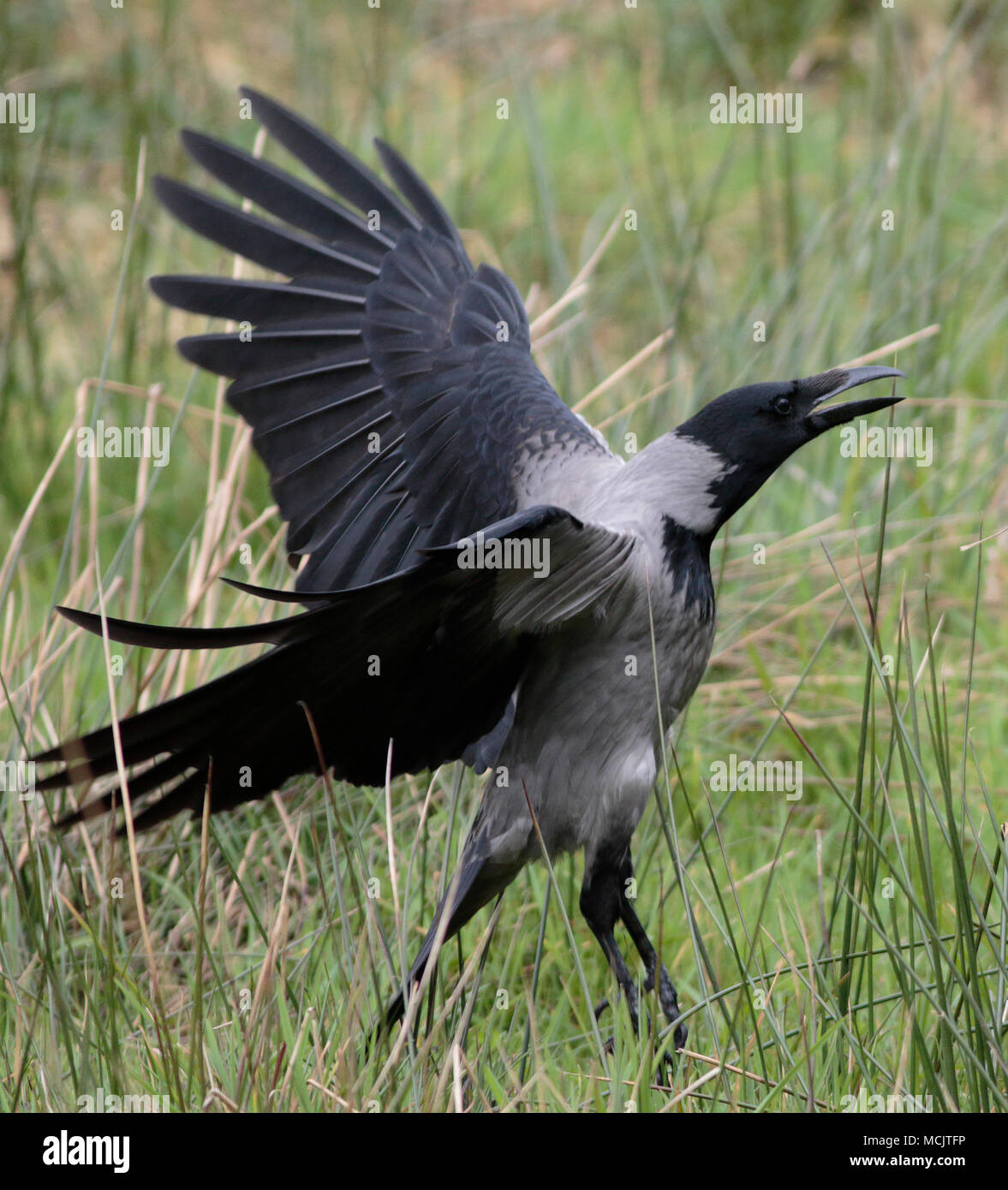 Greycrow hi-res stock photography and images - Alamy
