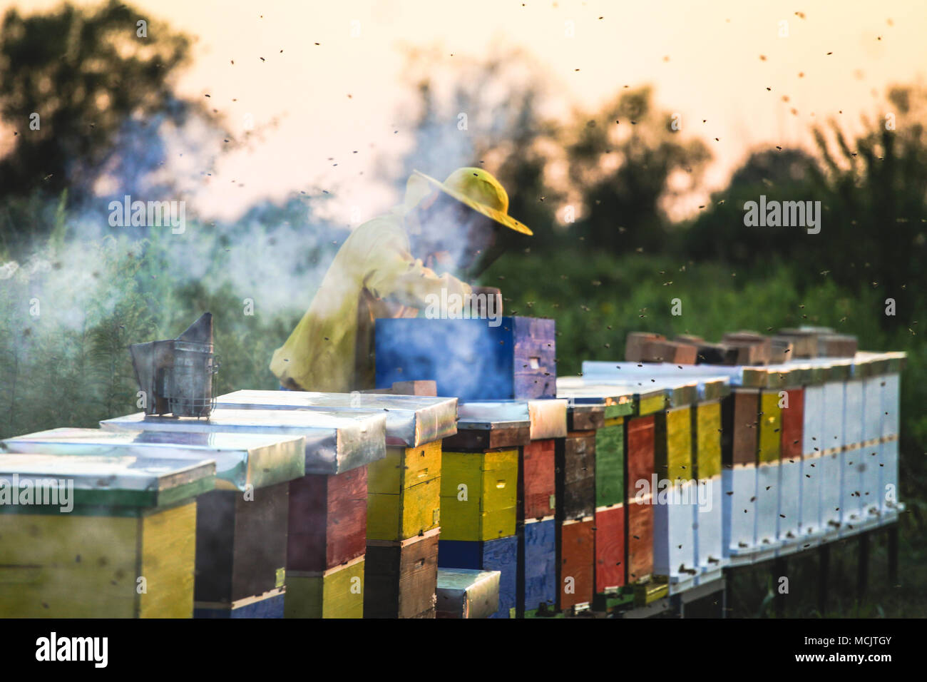 Young beekeeper working in his apiary in the middle of field Stock ...
