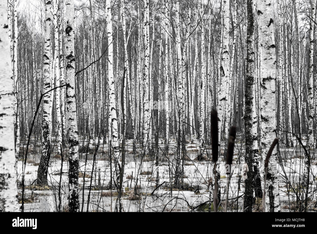 Birch tree forest at spring Stock Photo - Alamy