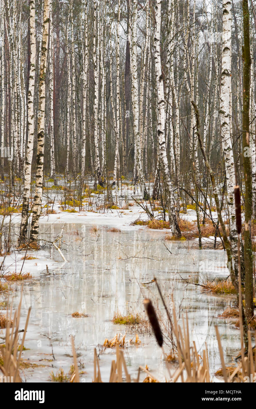 Birch tree forest at spring Stock Photo - Alamy