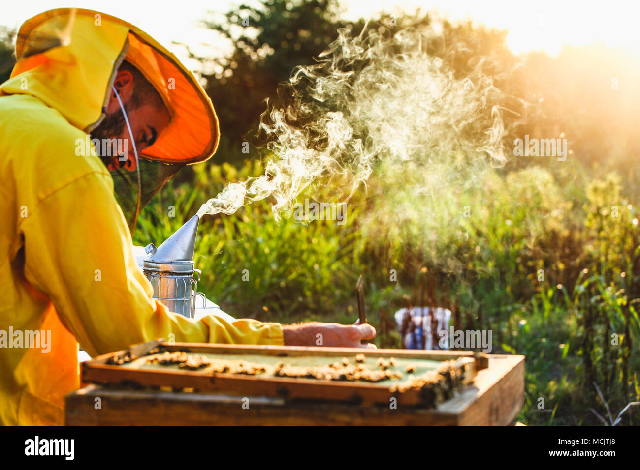Young beekeeper working on his apiary and collecting honey from hives ...