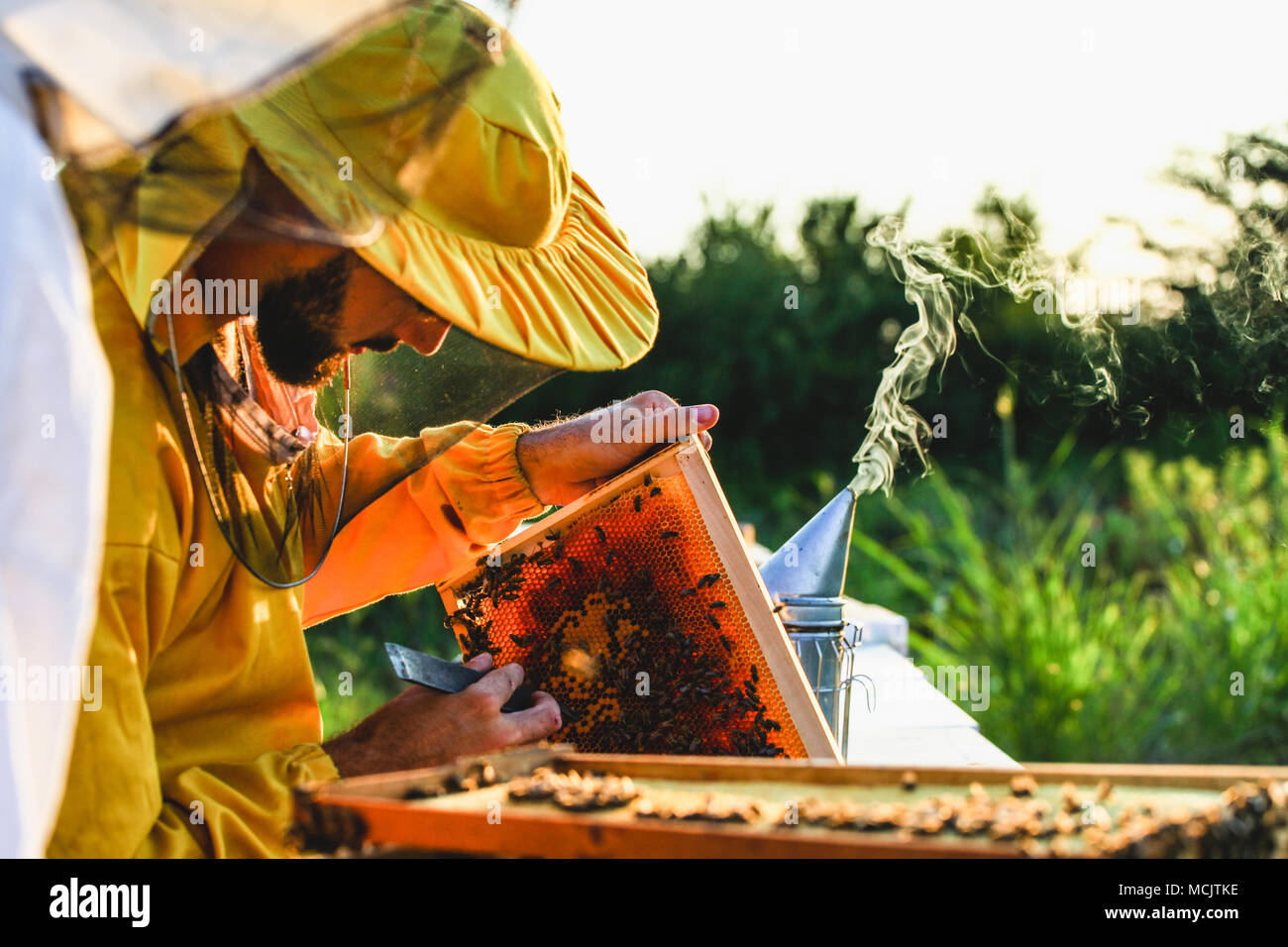 Young beekeeper working on his apiary and collecting honey from hives ...