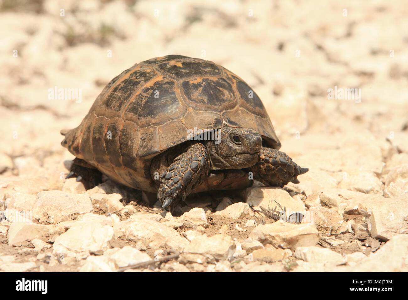 Spur thighed tortoise testudo graeca hi-res stock photography and ...