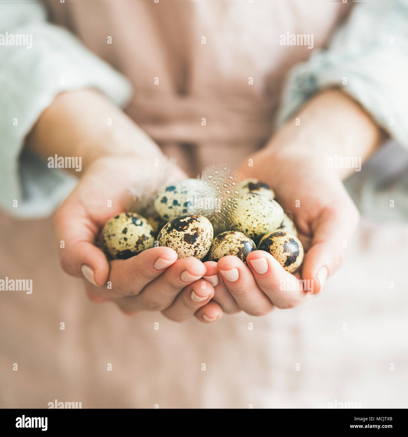 Natural colored quail eggs and feather in woman's hands Stock Photo - Alamy