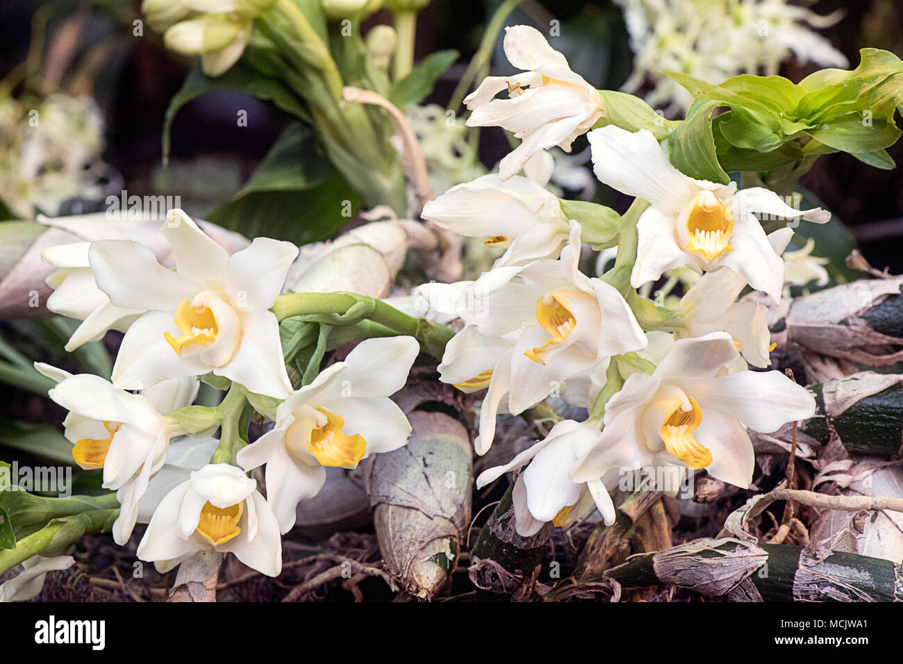 Chysis bractescens hi-res stock photography and images - Alamy