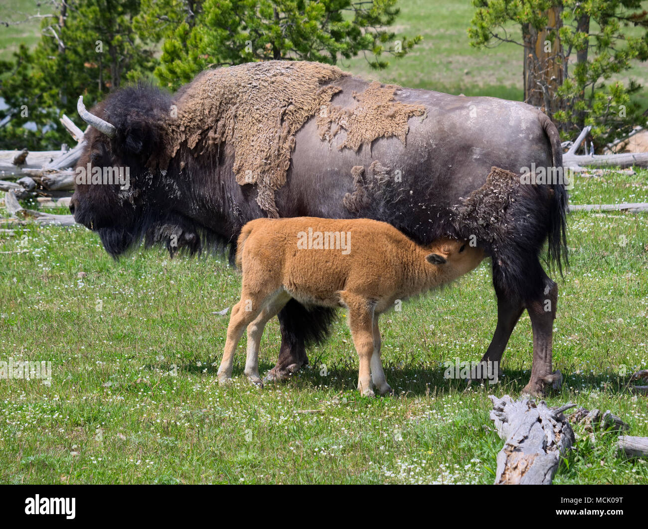 Calf bison hi-res stock photography and images - Alamy
