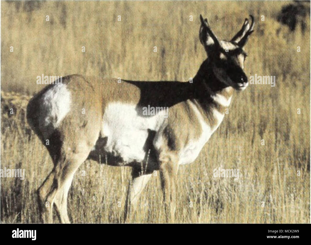 . Pronghorn Antelope Management, Distribution, and Abundance. The ...