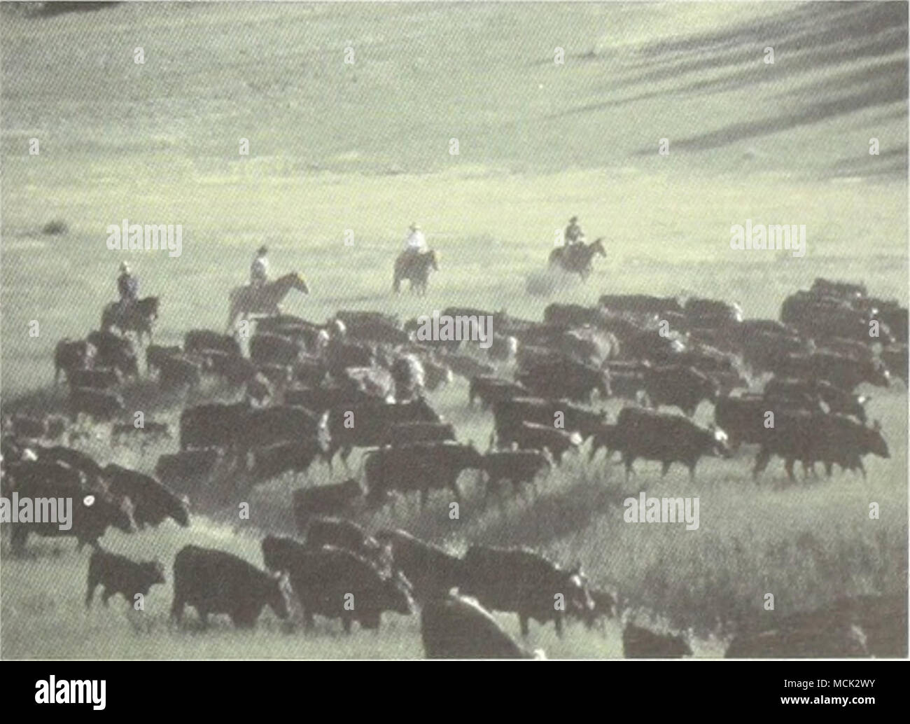 . Cattle drive. LAND USE Land to the north and west of Yellowstone ...